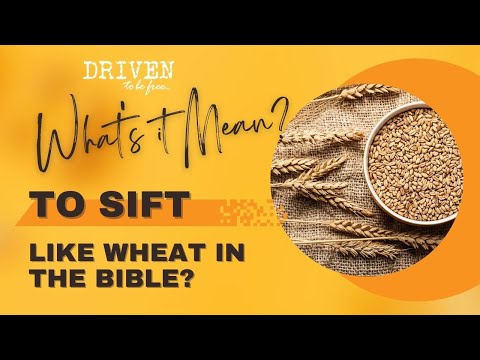 What's it mean in the Bible to be SIFTED like WHEAT?