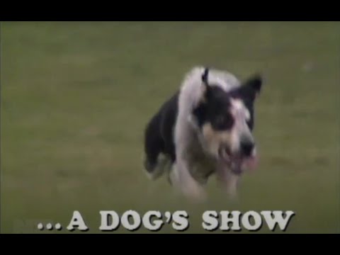 A Dog's Show - 1981 Final - The Dogs Show NZ