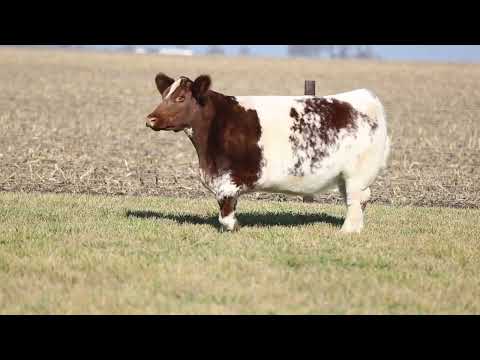 PIPER X FSF PERFECTION SEXED HEIFER PREGNANCY - SteerBidder