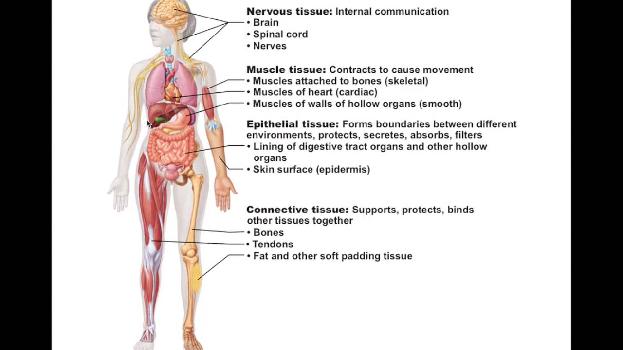 Chapter 4.1 Microscopy of Human Tissue BIO201