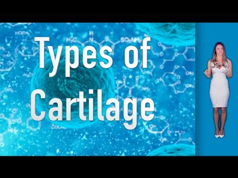 Types of Cartilage