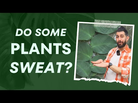 🌿👀 Houseplants in the Wild: Evolutionary Adaptations for Survival! 🌴