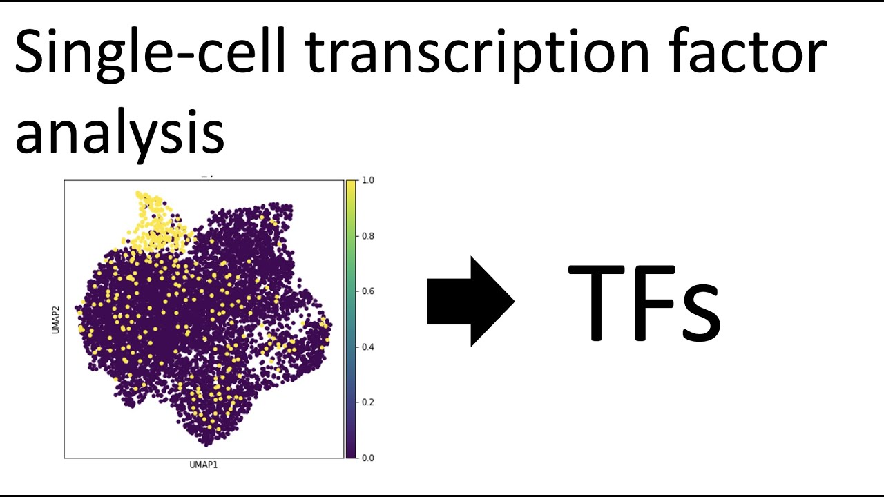 Transcription factor regulatory activity in single cell transcriptomics