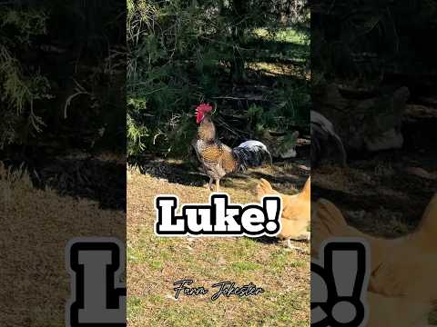 Luke!, Ooooh Luke!, Luuuuke! #luke #chickens #hens #roosters #backyardchickens #farmjokester