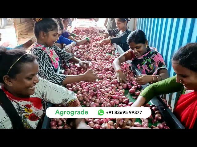 Vegetable Grading Machine - Agrograde Onion Grading and Sorting Machine ...