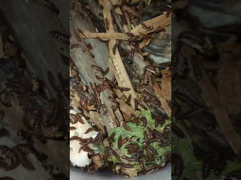 Larder beetle bucket colony (bone cleaning machine) 🪲 🪣 🦴 ✨