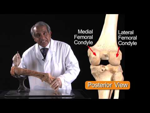 Posterior Leg - Anatomy Tutorial