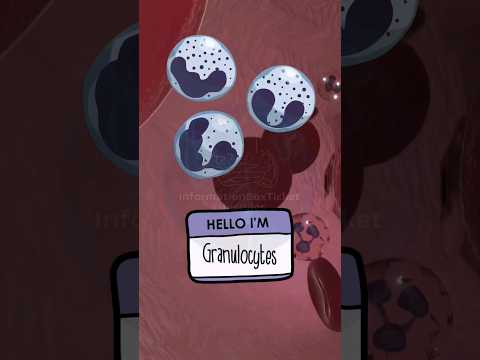 The Immune Warriors: Meet Granulocytes in #30sec #immunology #microbiology #cells #medicalfacts