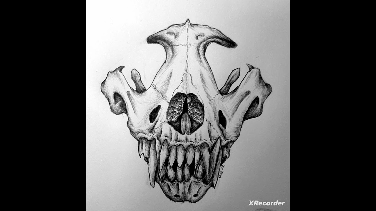 Wolf skull #wolf #skull #anatomy #art #animal #creepy #skeleton #blackandwhite #bones #biology
