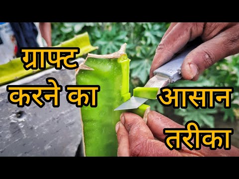 Grafting Dragon Fruit Bud on Cactus🌵 Rootstock farming ||@DESERTRDF