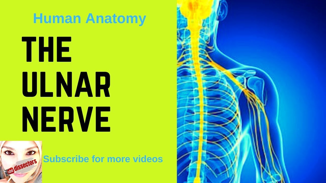 Human Anatomy - Upper Limb - Ulnar Nerve