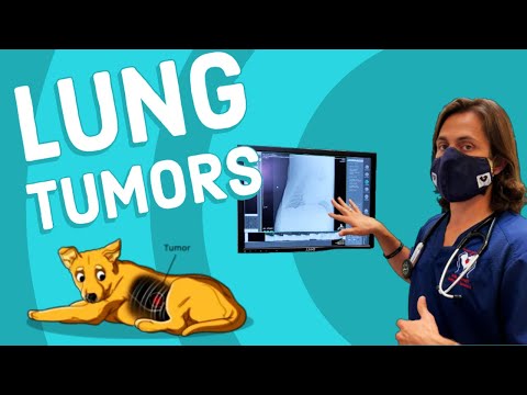 Lung Tumors in Dogs