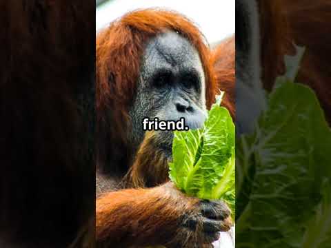 Orangutans: Nature's Umbrella Innovators!