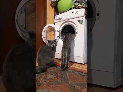 amazing #cat transformation into #anime cat girl #viralclips