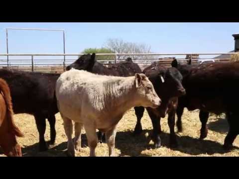 College of Veterinary Medicine Steering Committee Announced at Texas Tech