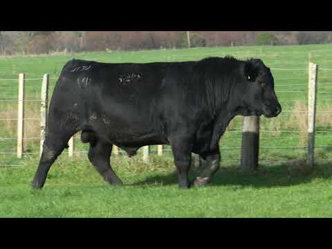 Lot 14 SEVEN HILLS U130
