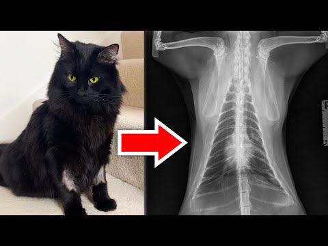 Ralph's been seriously ill (but is now fine!)