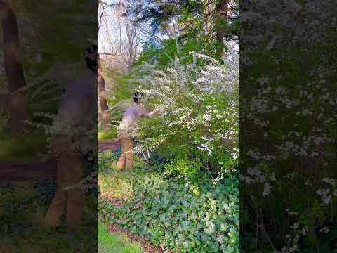 Cutting Baby’s Breath or Bridal Wreath Spirea