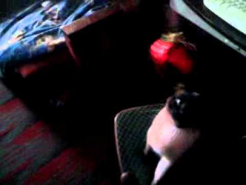 Steam Community :: Video :: Cat