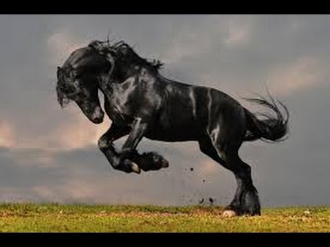 Horse as a Totem--Your Personal Power Animal's Personality Characteristics and Life-Path Lessons