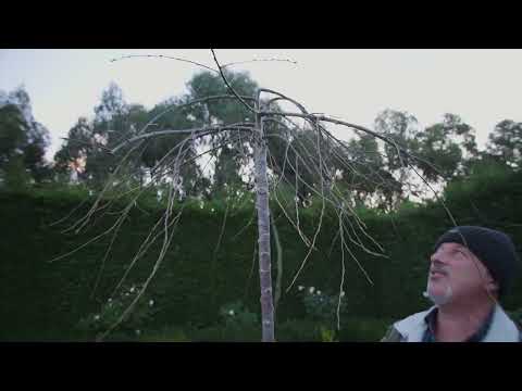 How To Prune Weeping Cherry Trees