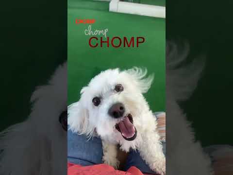 Why does my dog chomp?