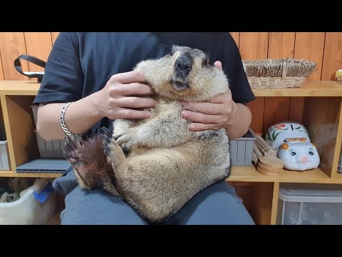 when you are a tame marmot
