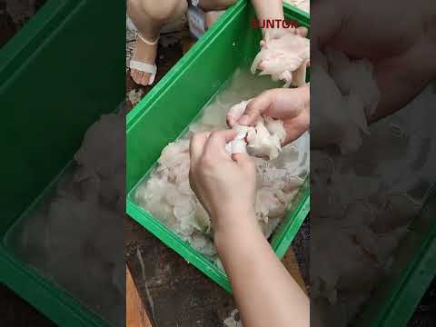 Customized Pangasius fish slicer for factory