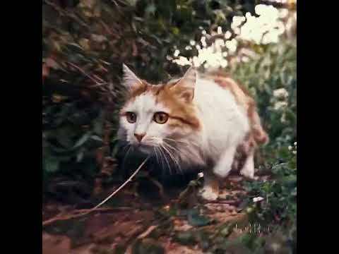 OpenAi Sora: Walking Cat such a Realistic Scene