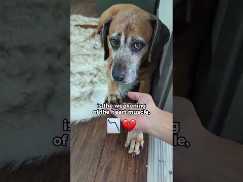 Signs of Heart Disease in Dogs