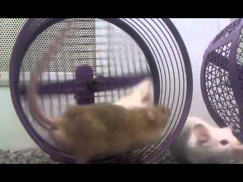 Mice Riding Exercise Wheel