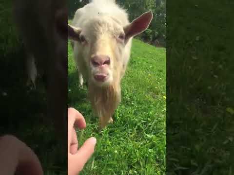 Goat Startles Girl || ViralHog