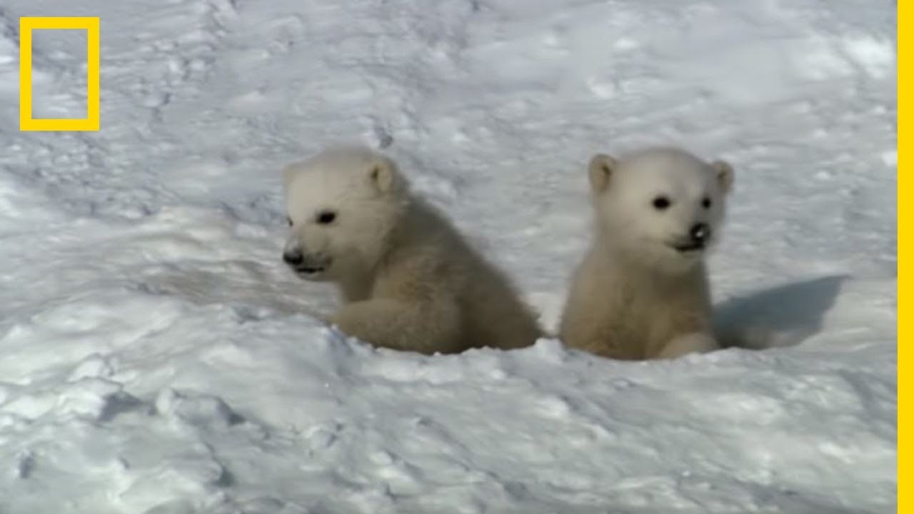 A polar bear cub's first steps