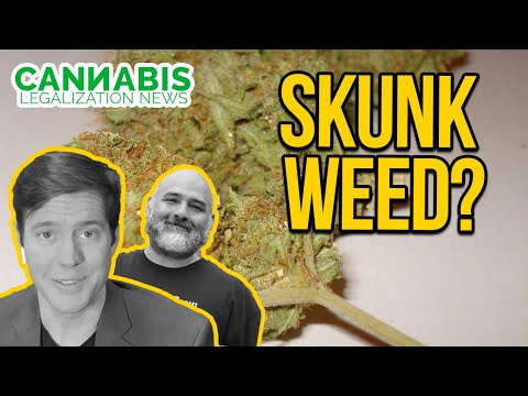 Why Cannabis Smells Like a Skunk - What causes the skunk smell in marijuana
