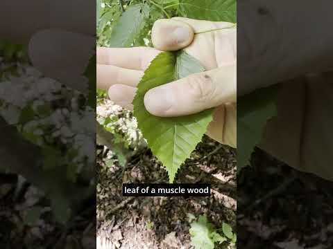 ID Two Common Trees by Hair