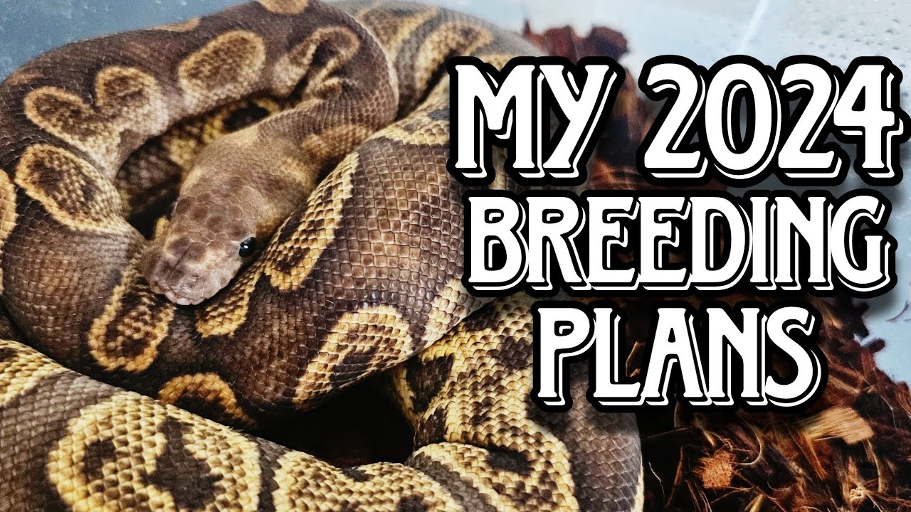My 2024 Breeding Plans - Ball Python Breeding 2024