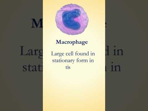Reticuloendothelial system | RES | Mononuclear phagocyte system