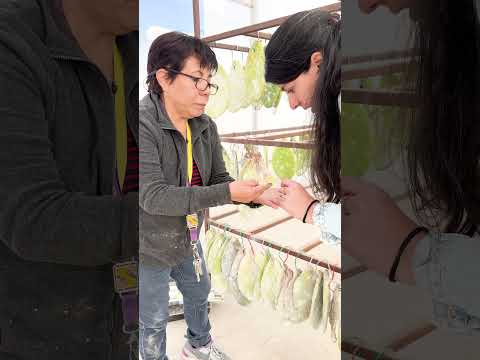 Cochineal Insects' Vibrant Red Is To Dye For | #DeepLook #Shorts