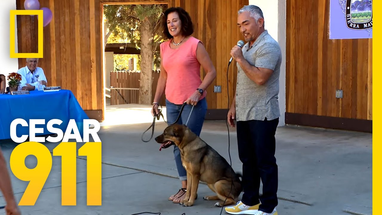 Best in Show | Cesar 911