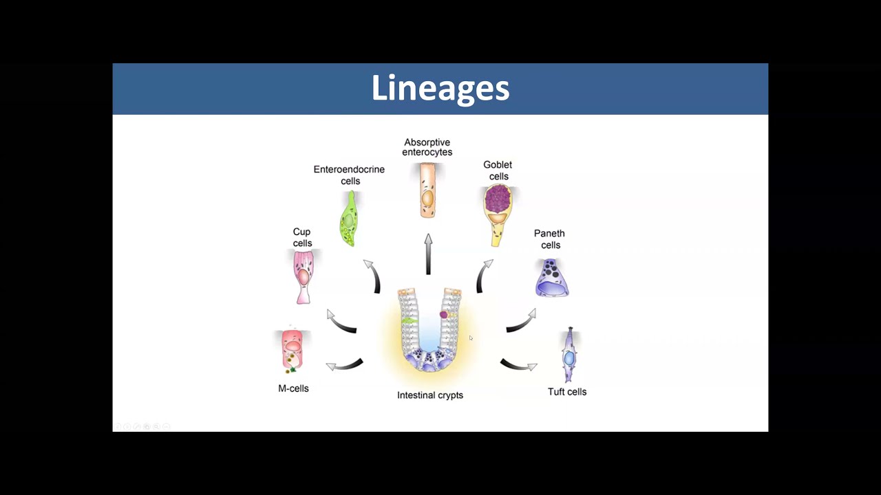 Paneth cells and their role in innate immunity and shaping the microbiome