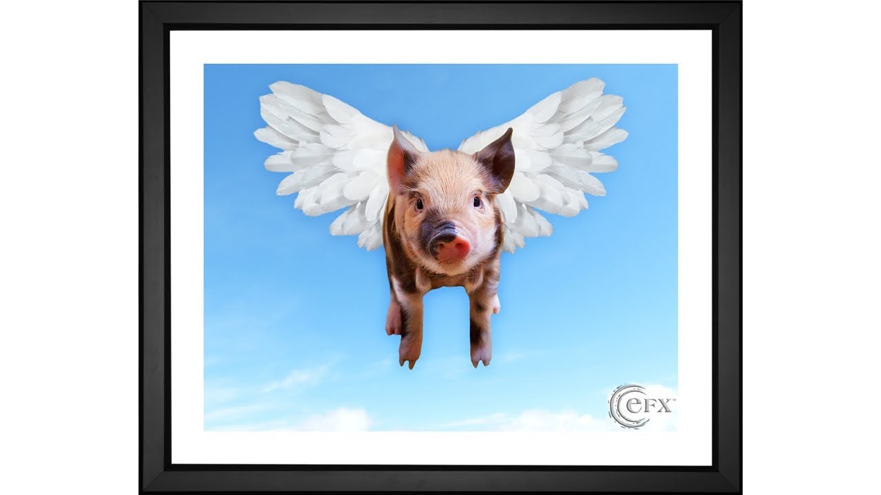 EFX™ Gallery- When Pigs Fly