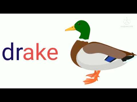 "dr" words / Consonant blends / Vowel Blends / Initial blends "dr" 5 letter words with vowel a & e
