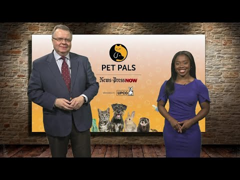 Pet Pals: Animal shelter highlights energetic pup Jessica