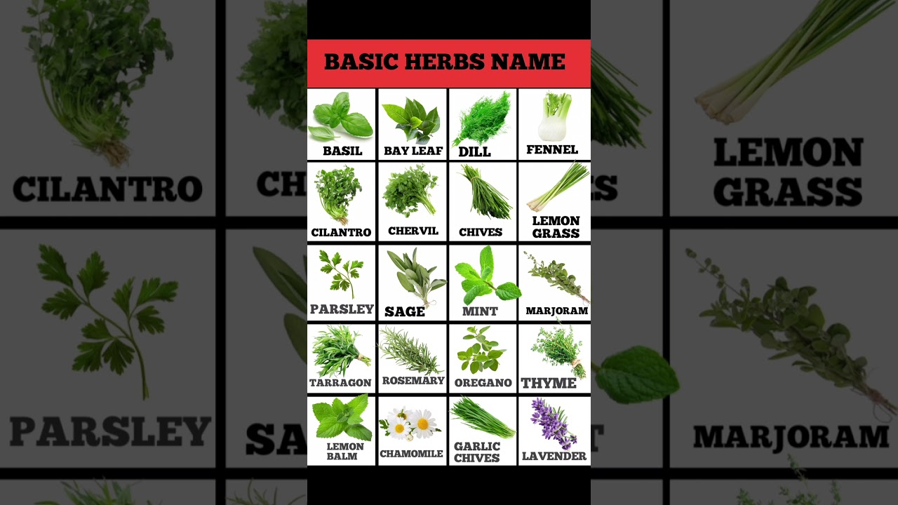 Types of herbs | Basic  herbs name #shorts #shortvideo #food