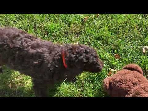 Moyen poodle puppies for sale in michigan