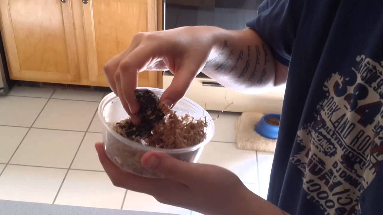 Underground Reptiles Salamander unboxing