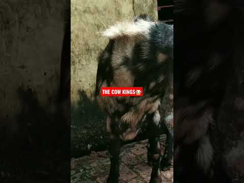 BEAUTIFUL GUJRI AND BEETAL ❤GOAT FOR SALE 🔥#shorts #viralvideo #viralshorts #trending #trend #short