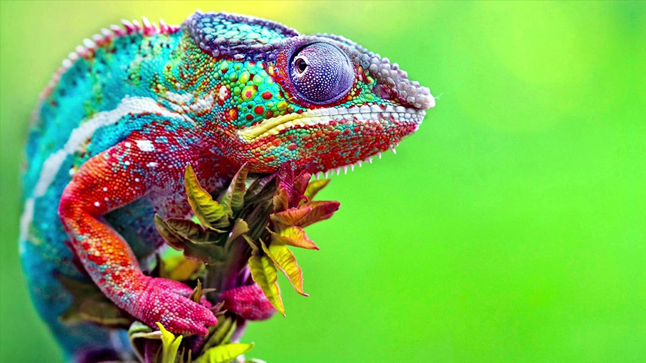 Live Wallpaper 4K Chameleon