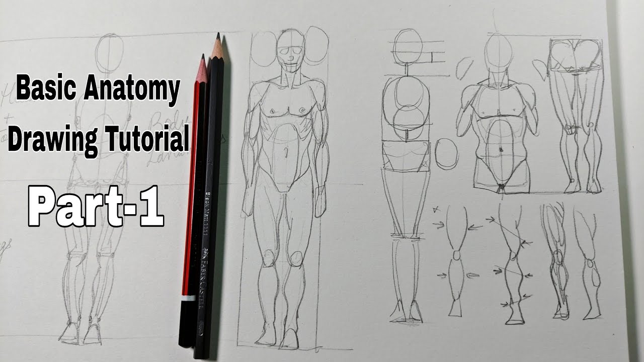 Basic Anatomy Drawing Tutorial/part-1