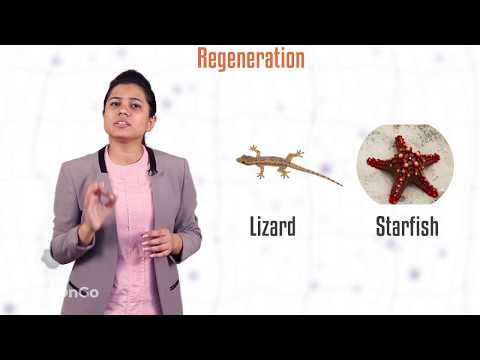 How do Organisms Reproduce - 5 | Types of Asexual Reproduction - Regeneration and Budding | Class10